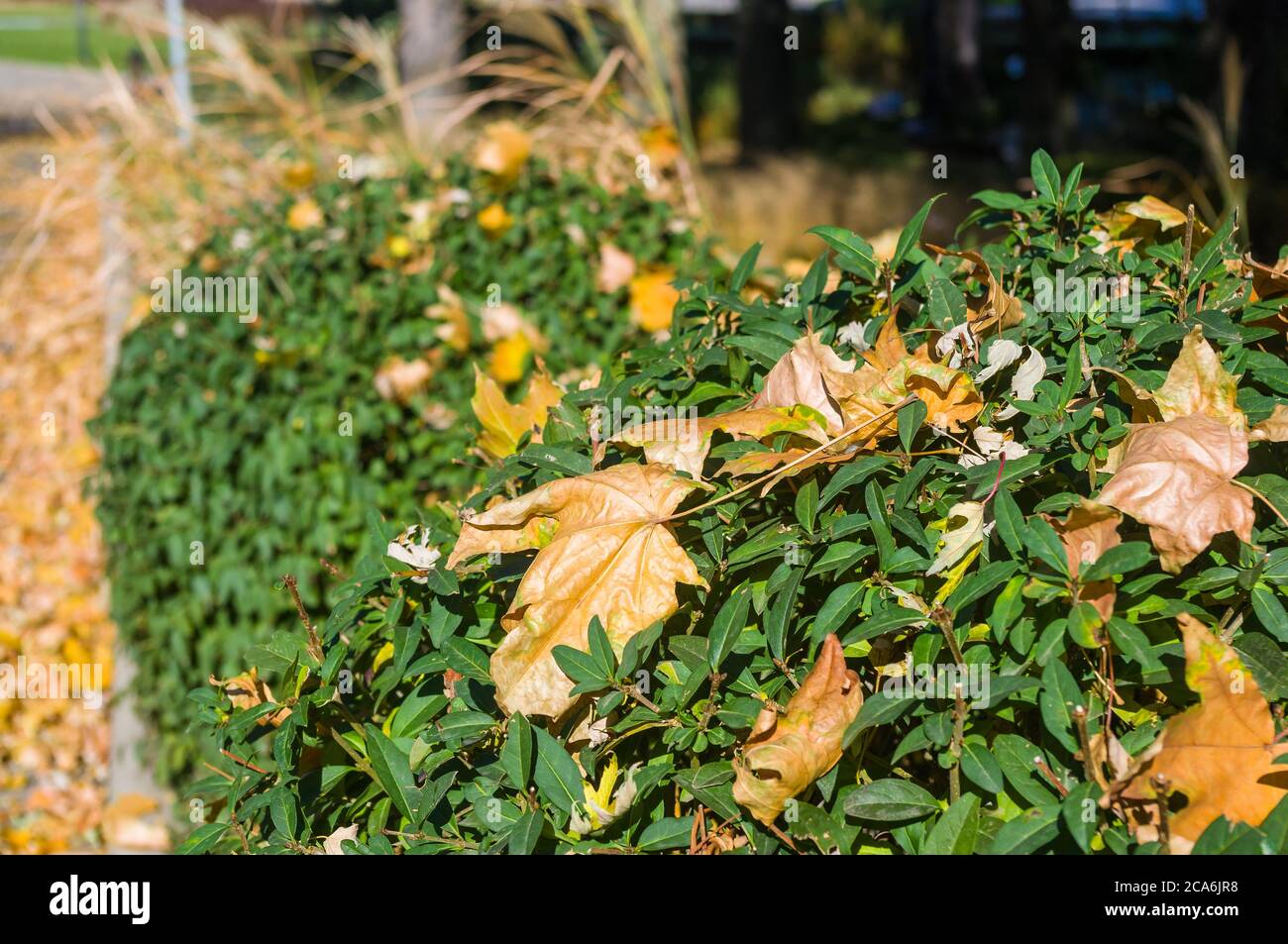 Autumn urban landscape on a Sunny day - yellow autumn trees in the Park ...