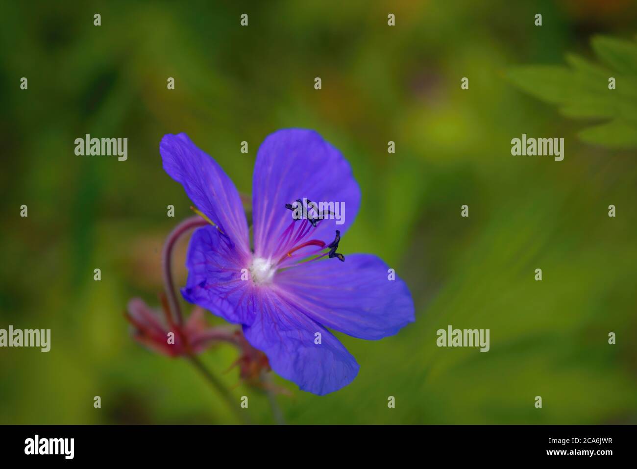 Forest geranium hi-res stock photography and images - Alamy