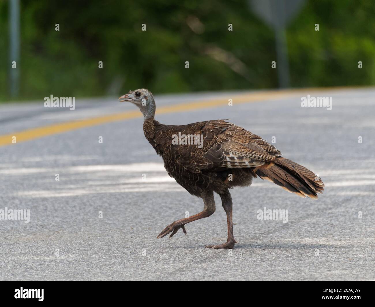A young Wild turkey crossing a road,Quebec,Canada Stock Photo - Alamy