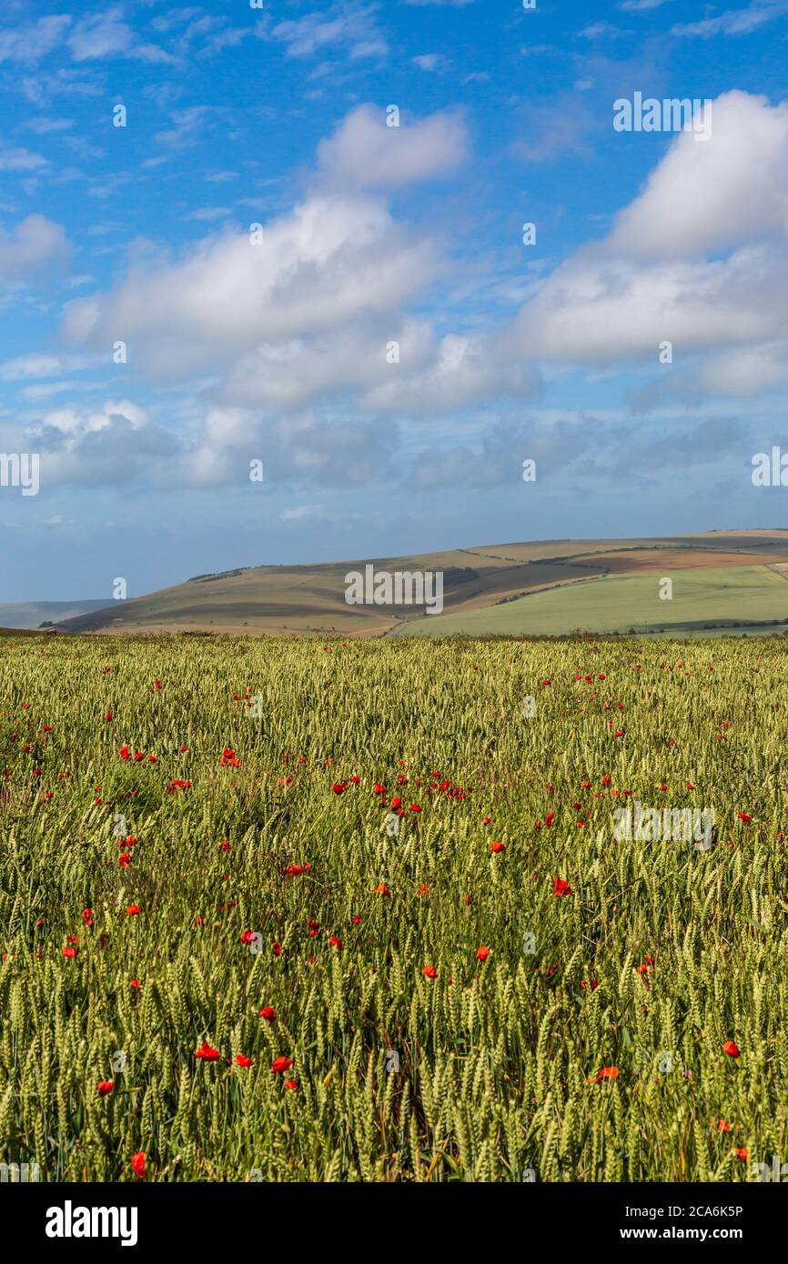 Beautiful poppy field behind hi-res stock photography and images - Alamy