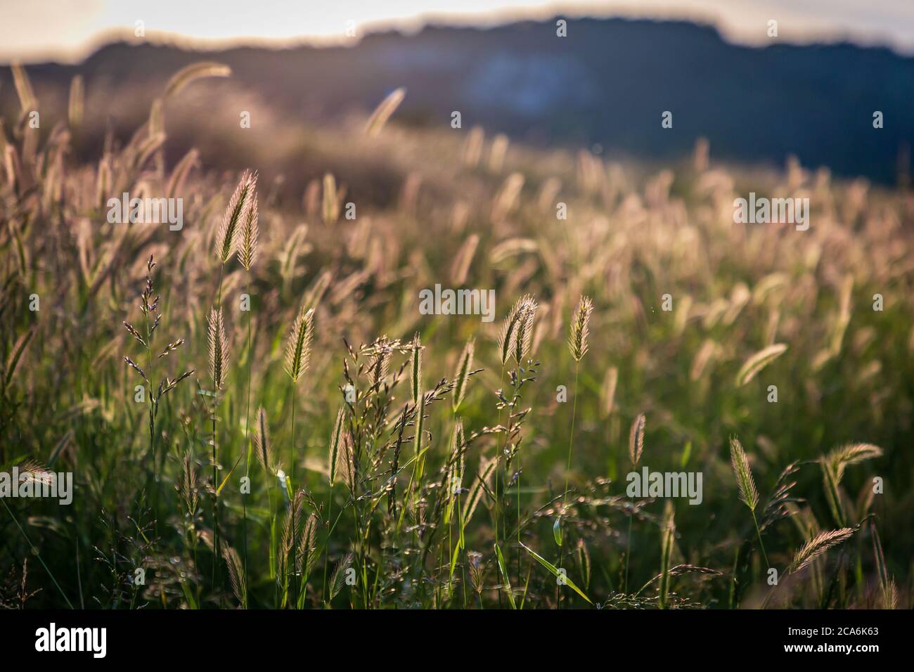 Tall grasses in the Sussex countryside, with evening light Stock Photo ...