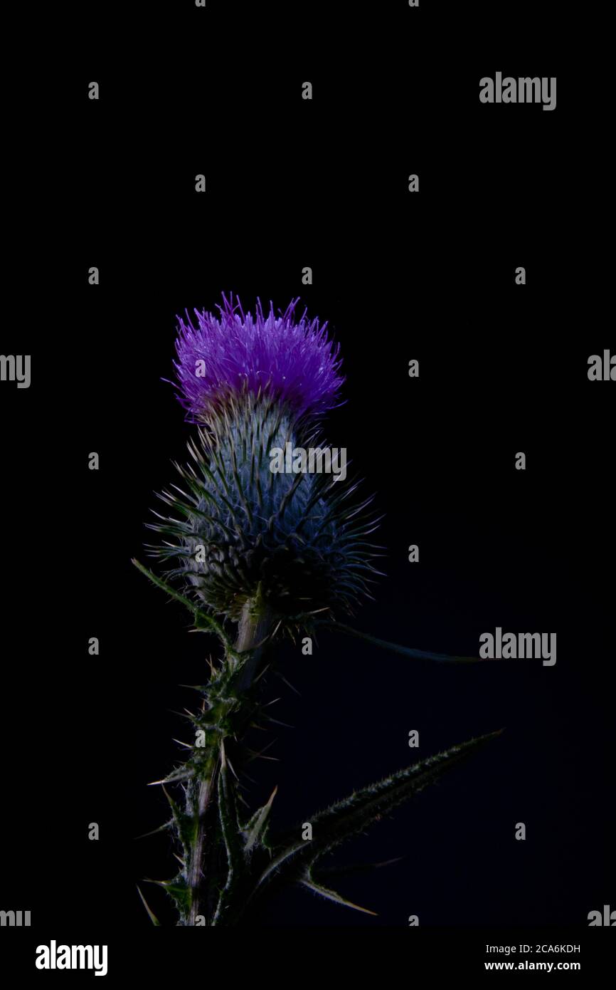 Close-up of a purple and wild flower spear thistle also kwon as common ...