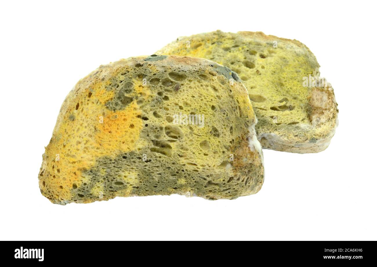 Moldy bread, isolated on white background Stock Photo - Alamy
