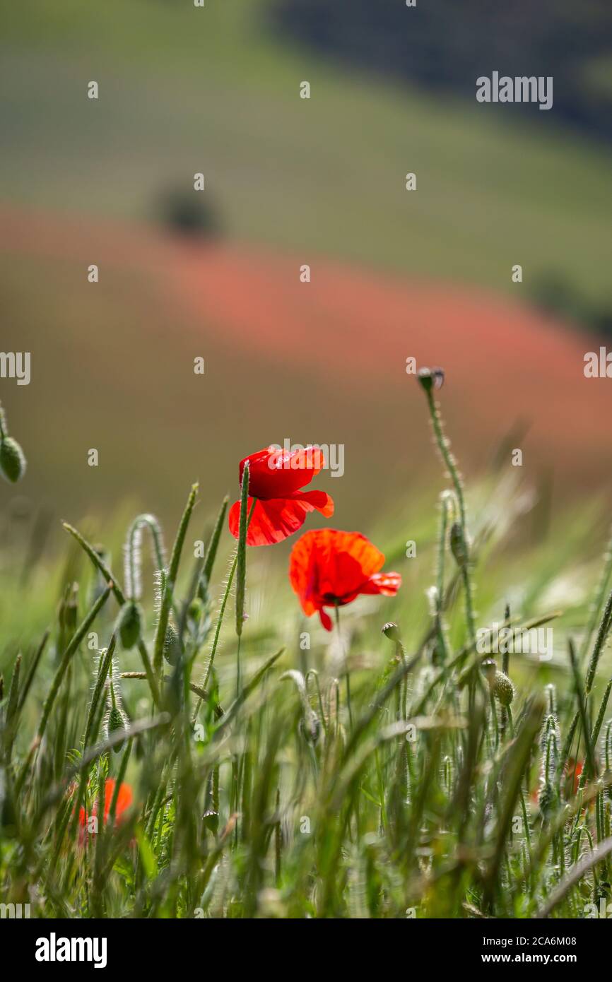 A close up of poppy flowers in the South Downs Stock Photo - Alamy