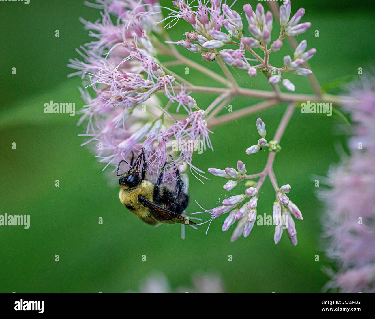 Activity pollination hi-res stock photography and images - Alamy