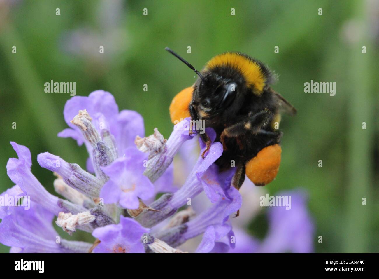Bumblebee with full pollen baskets hi-res stock photography and images ...