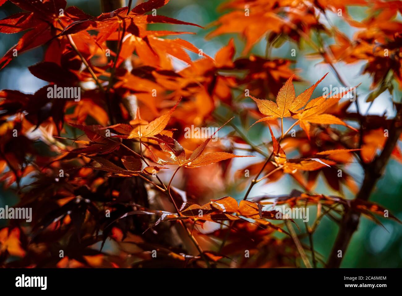 Wander of the world hi-res stock photography and images - Alamy