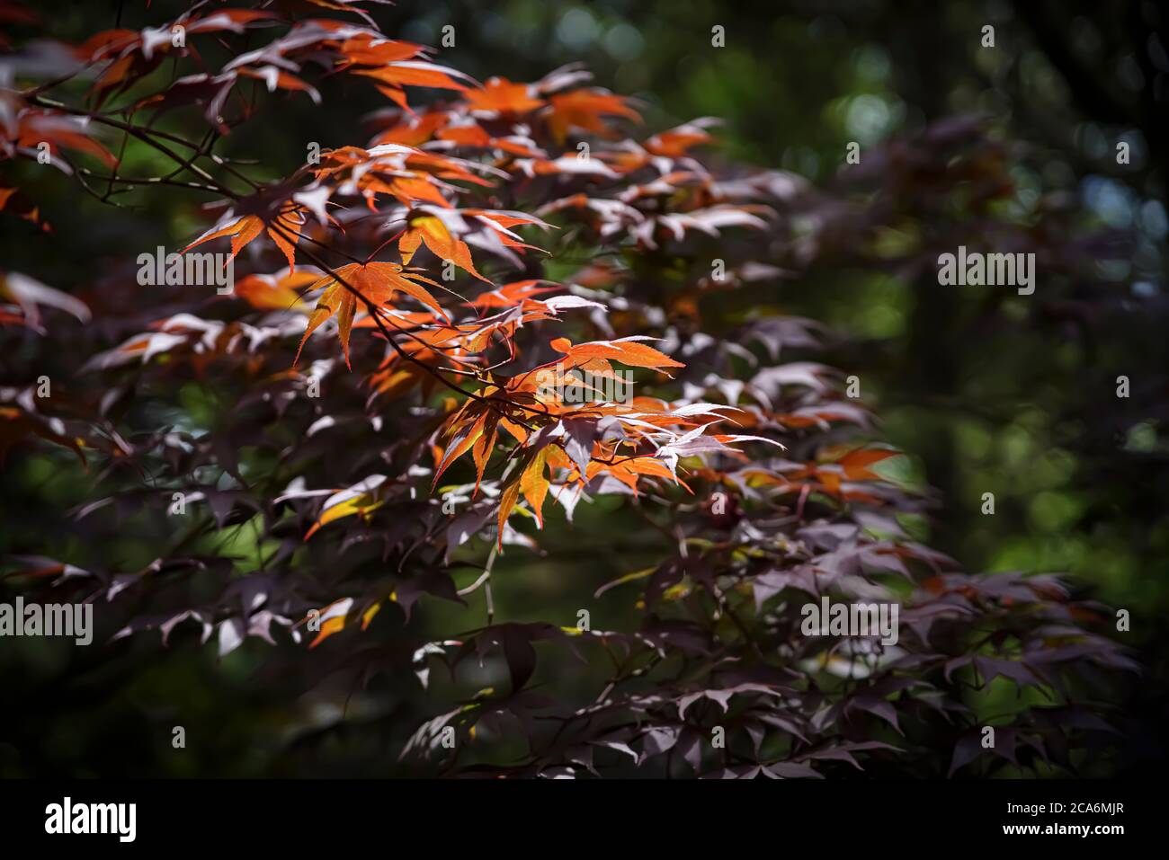 Wander of the world hi-res stock photography and images - Alamy