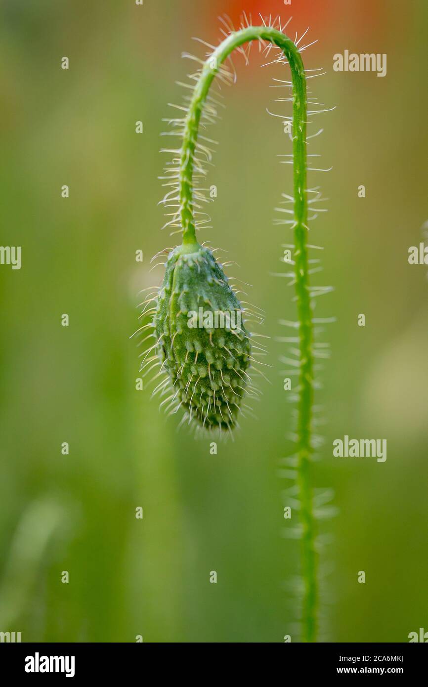 A close up of a poppy bud before opening Stock Photo - Alamy