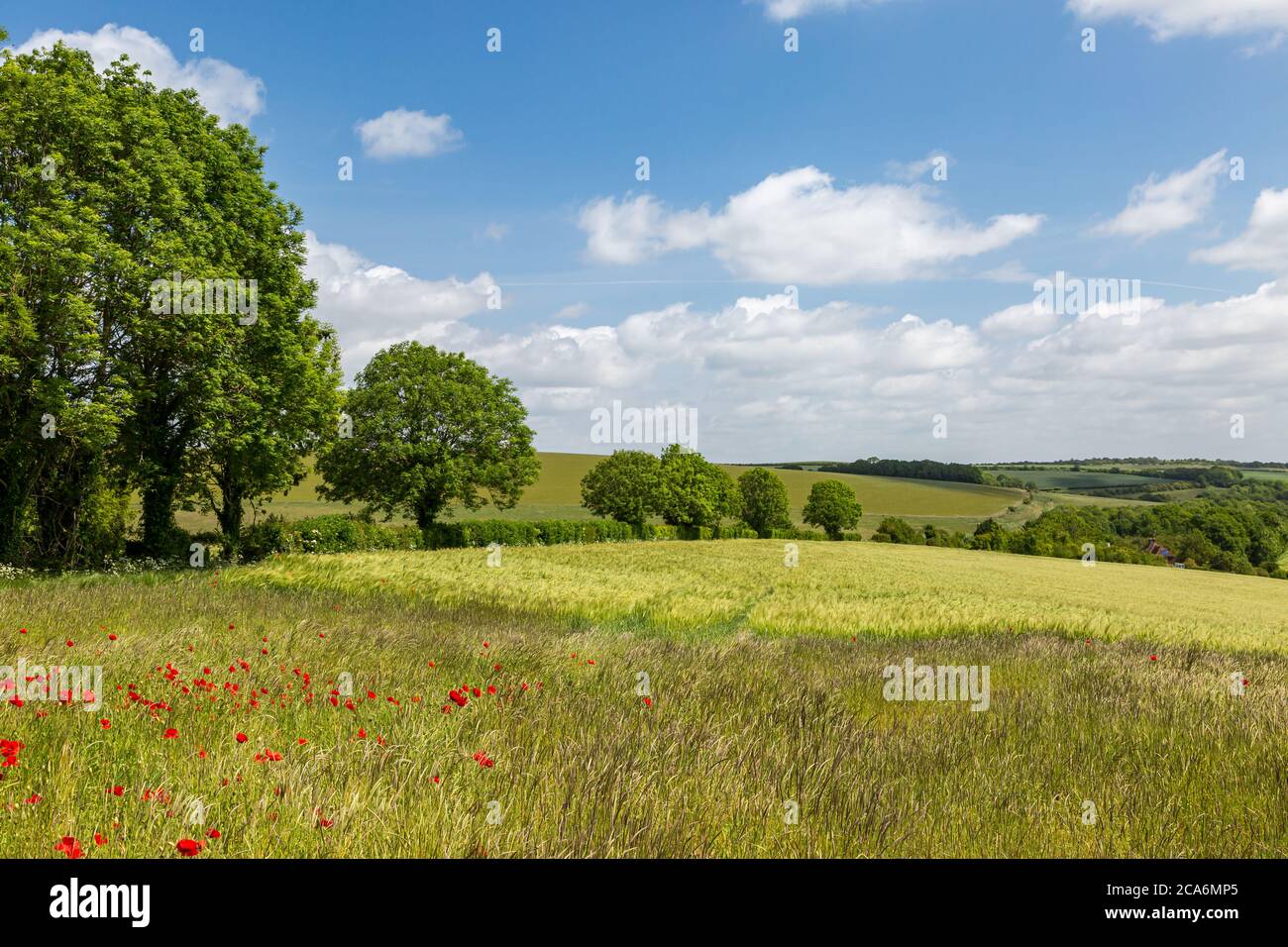 South downs spring wildflowers hi-res stock photography and images - Alamy