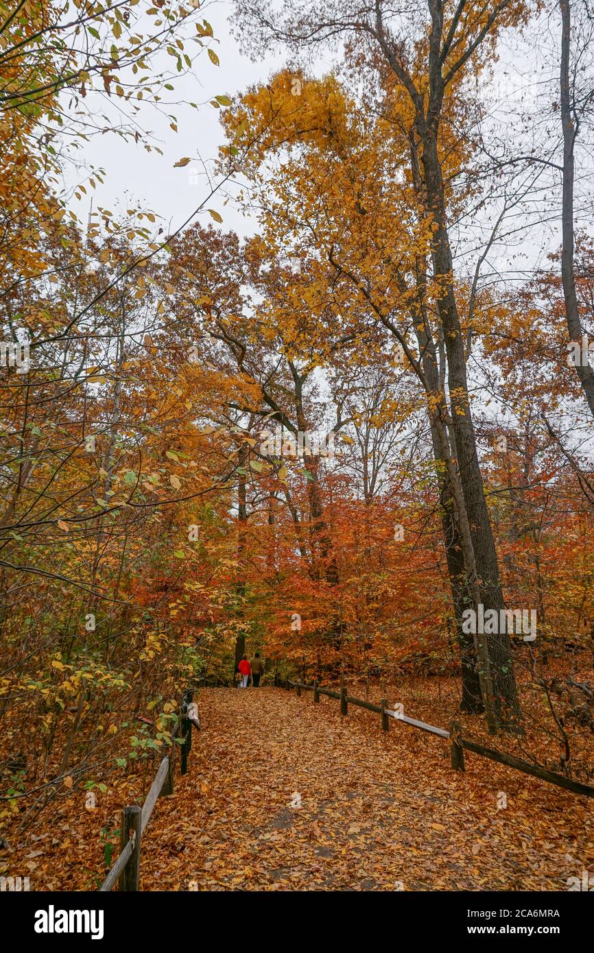 The Bronx, New York, USA: Autumn scene of a couple walking on a trail ...