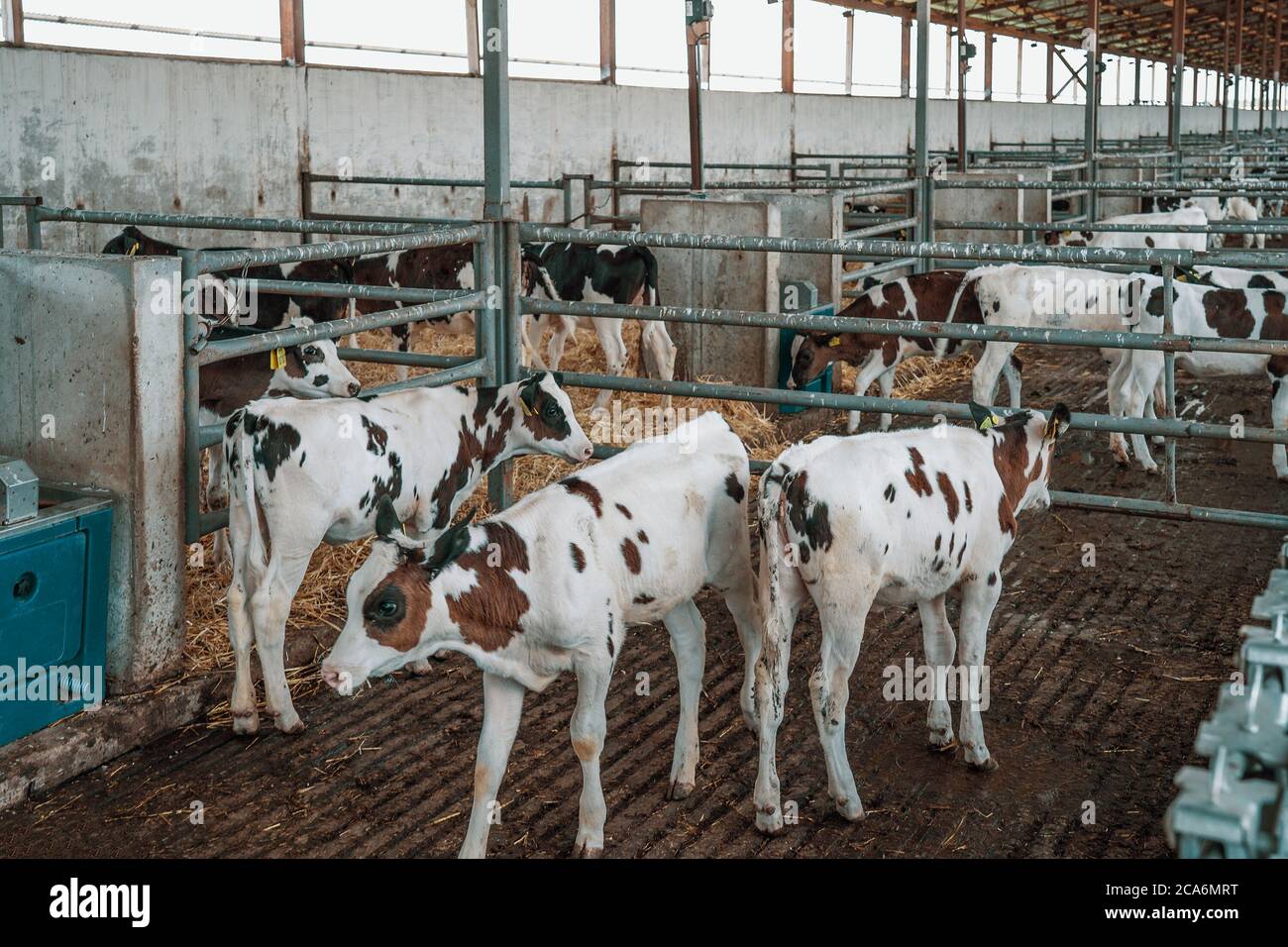 Cows in barn in dairy farm. Industrial breeding cattle Stock Photo - Alamy