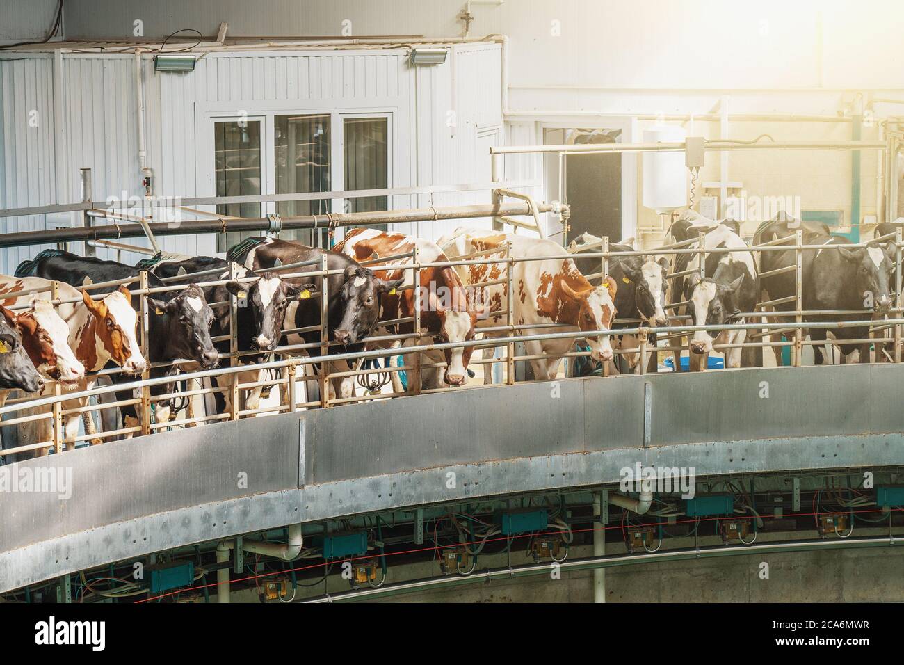 Automatic cow milking machine hi-res stock photography and images - Alamy