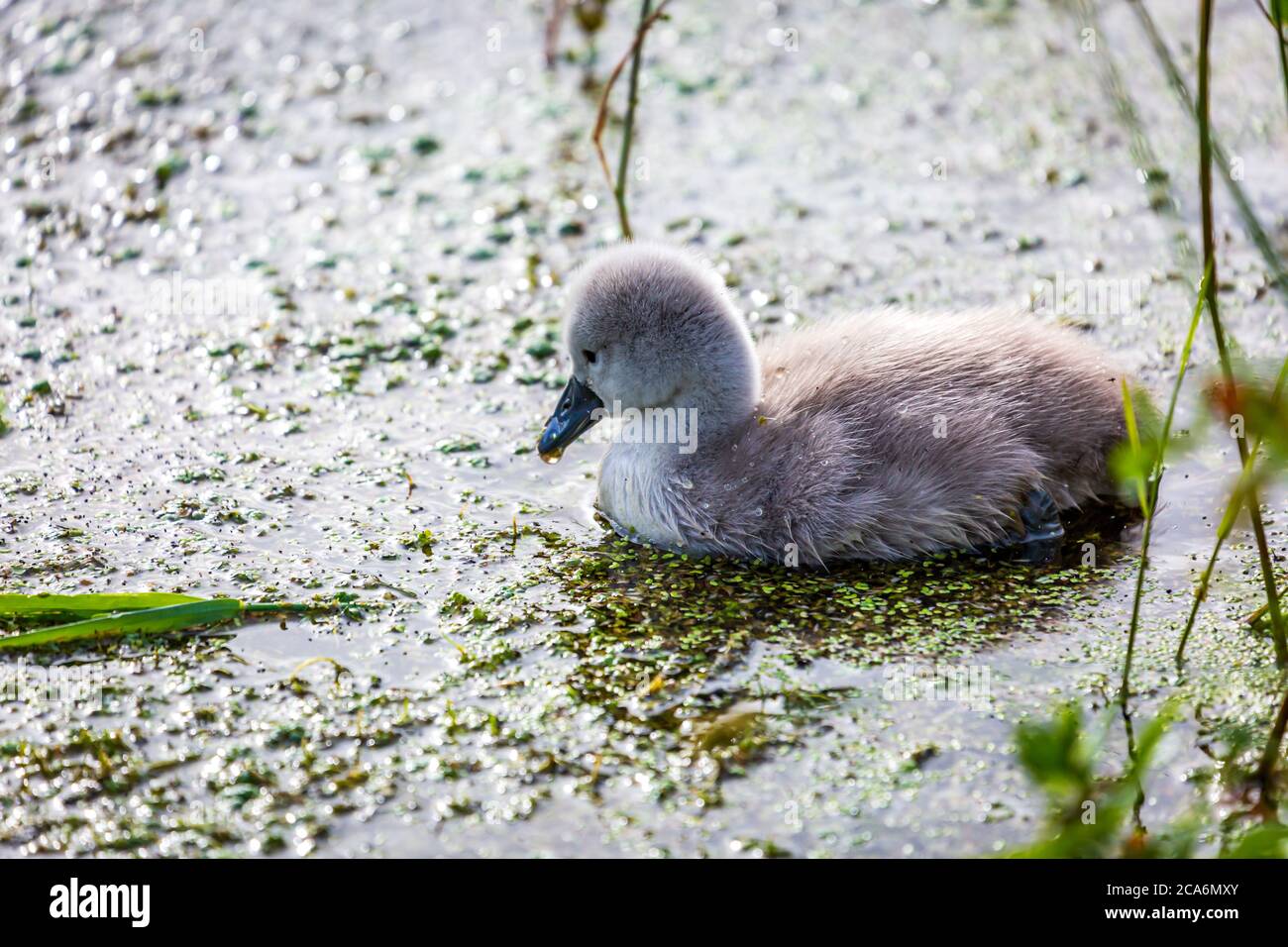 Cygnet face hi-res stock photography and images - Alamy