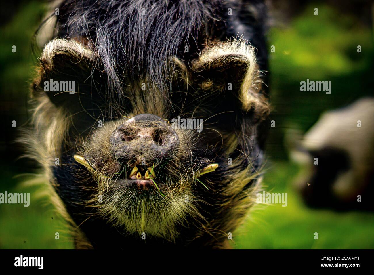 Pig farm ireland hi-res stock photography and images - Alamy