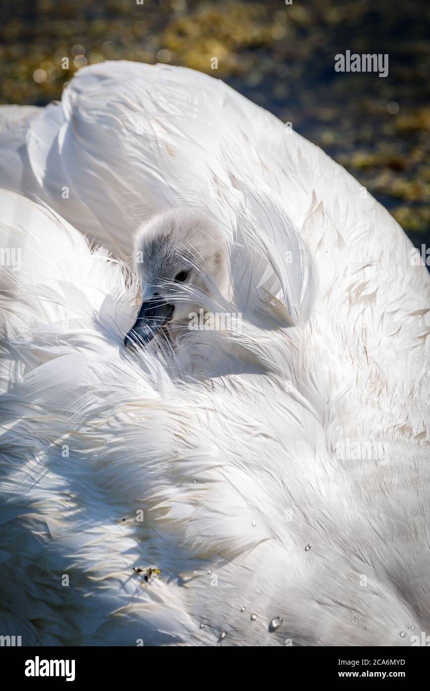 Cygnet face hi-res stock photography and images - Alamy