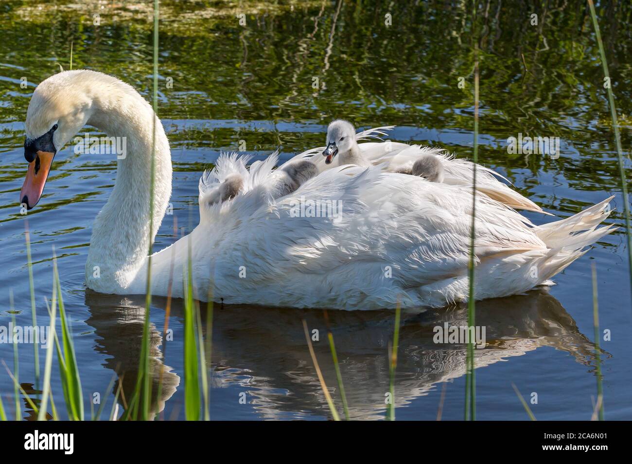 Cygnets riding on their mother's hi-res stock photography and images ...
