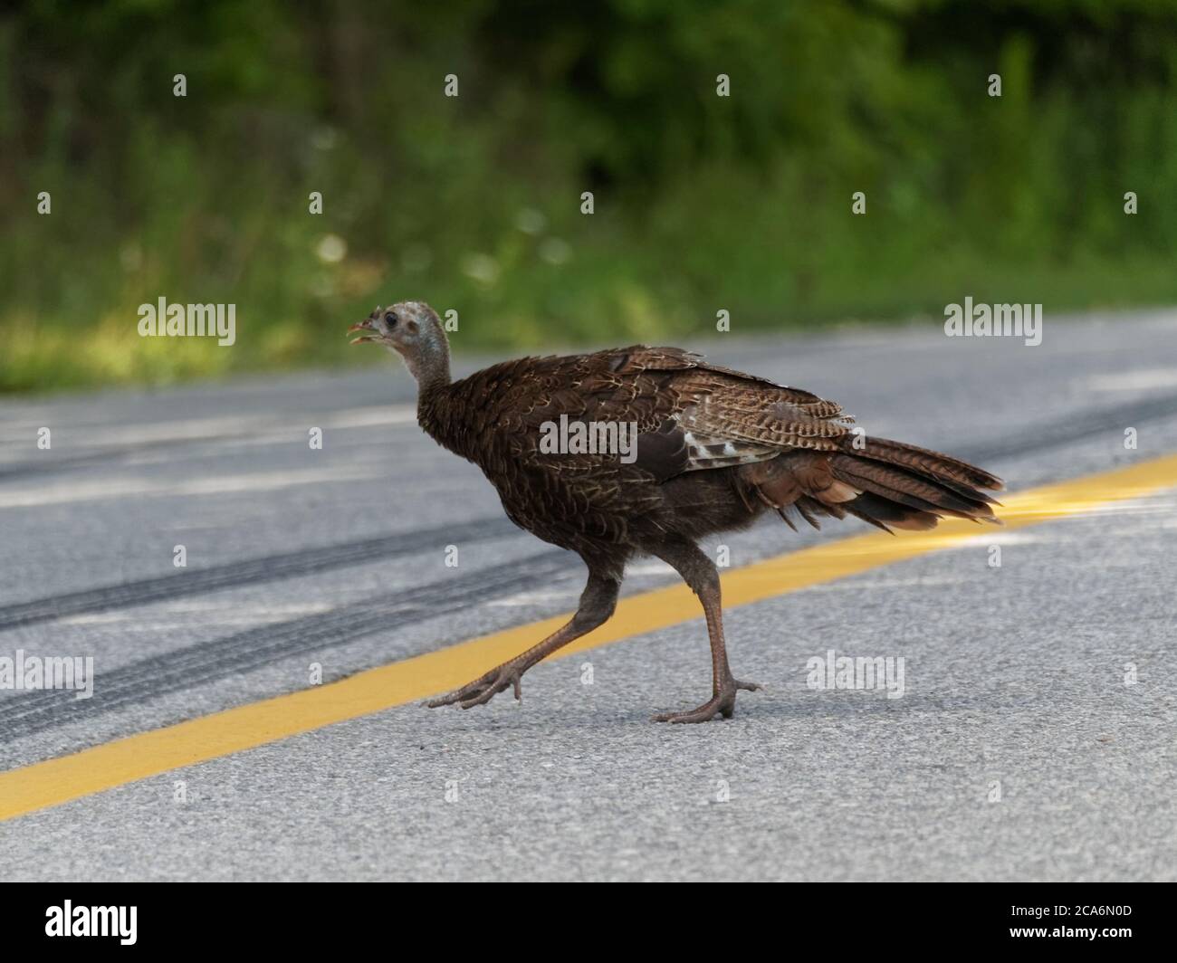 A young Wild turkey crossing a road,Quebec,Canada Stock Photo - Alamy