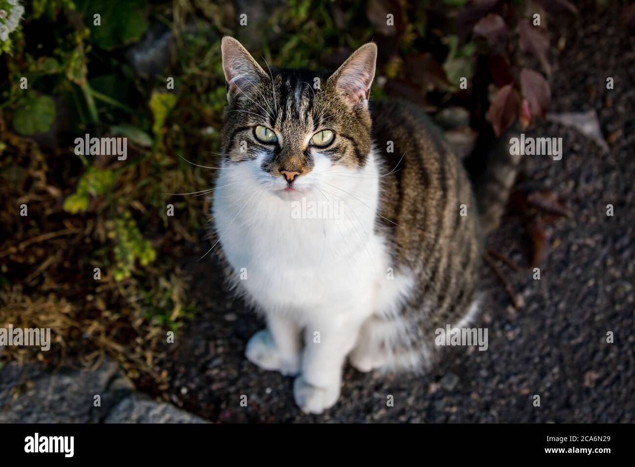 A portrait of a tabby and white cat Stock Photo - Alamy