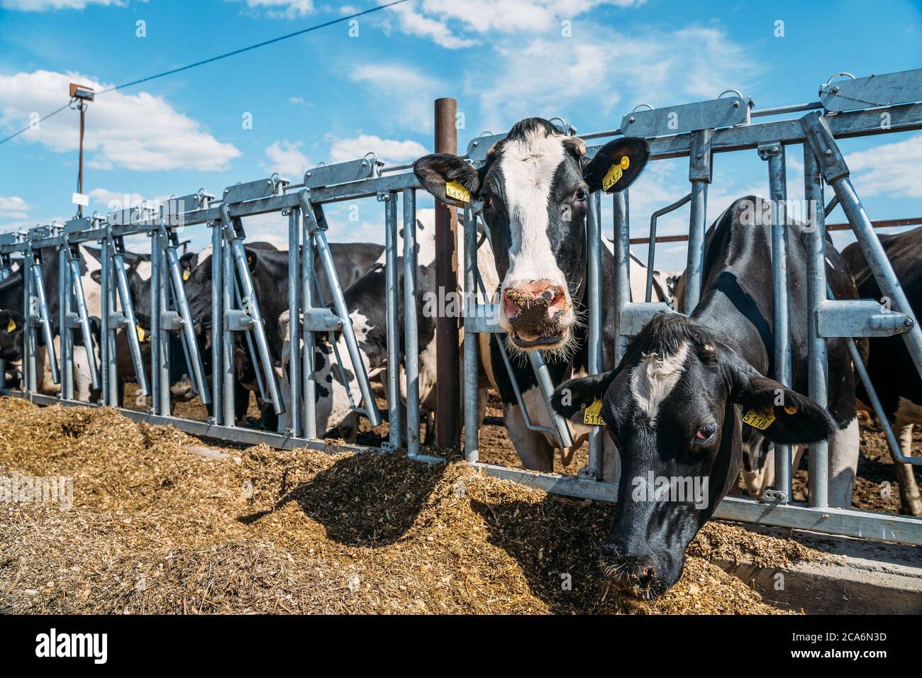 Breeding of dairy cattle hi-res stock photography and images - Alamy