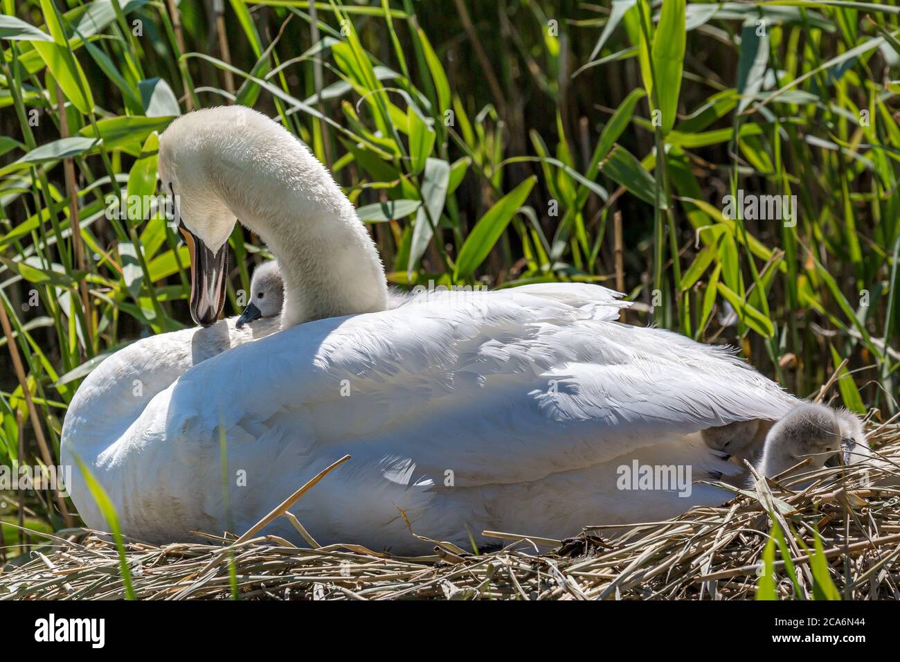 A cygnet nestled against it's mother, in the spring sunshine Stock ...