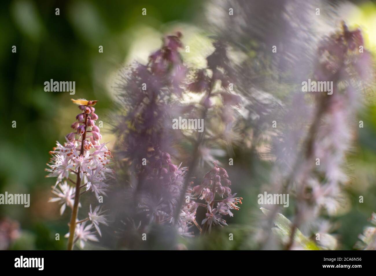 Tiarella hi-res stock photography and images - Alamy