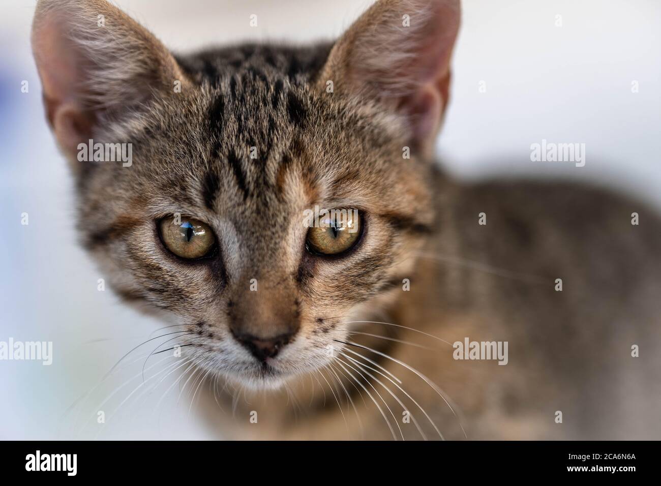Portrait of a calm and attentive cat greek straight, close-up, on a ...