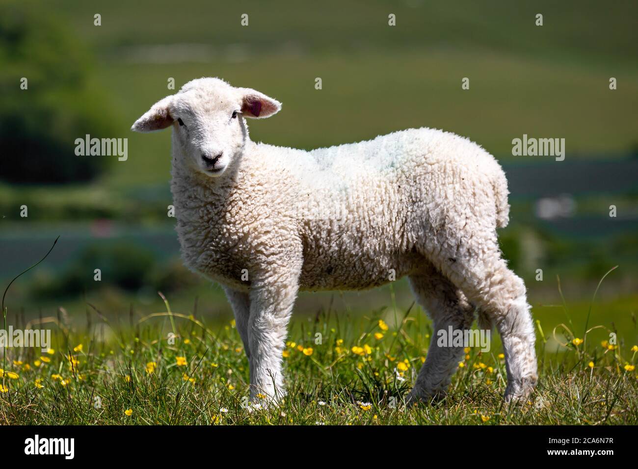 A lamb in the spring sunshine, with a shallow depth of field Stock ...