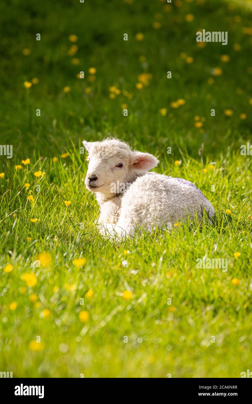 Lamb with spring flowers uk hi-res stock photography and images - Alamy