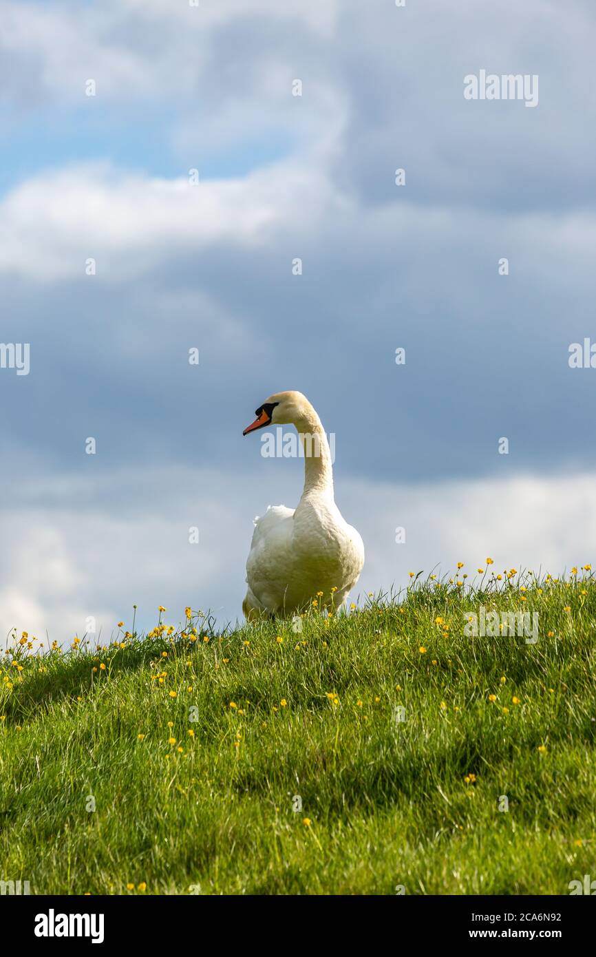 Looking up at a swan standing on a hill in the spring sunshine Stock ...