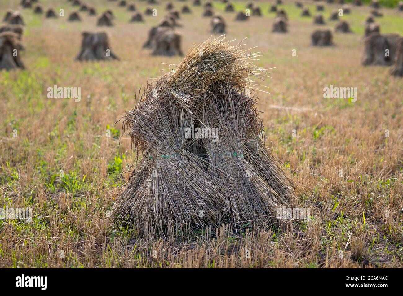Amish wheat shocks, New York State, USA Stock Photo - Alamy