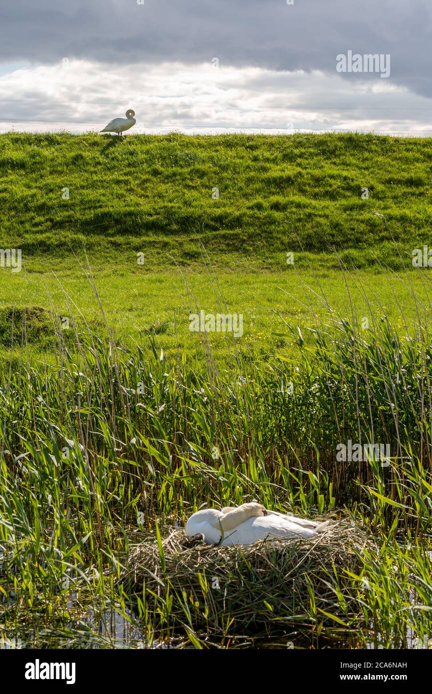 Cob Swan On Nest High Resolution Stock Photography and Images - Alamy