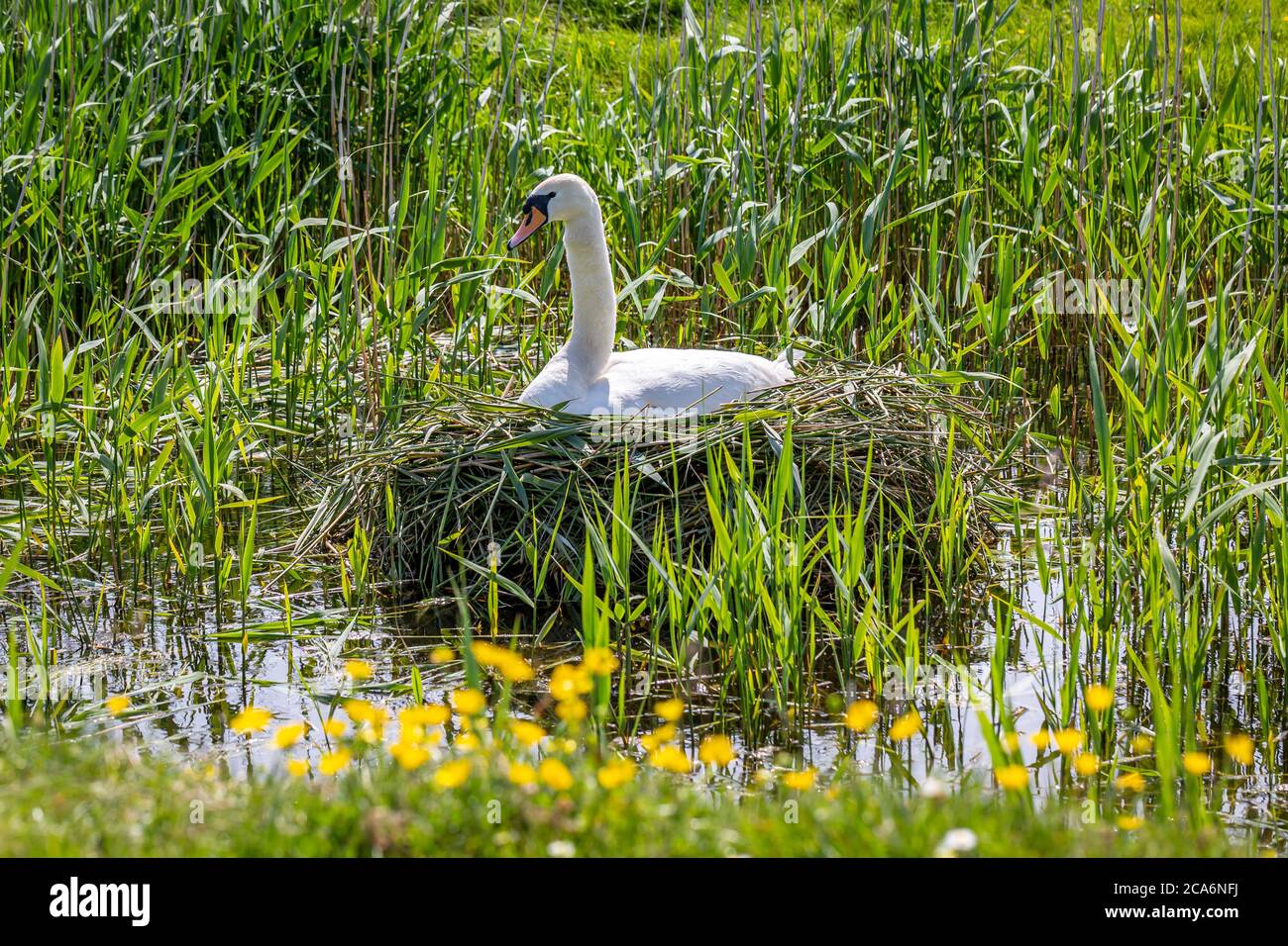 A swan sitting on her nest in the spring sunshine Stock Photo - Alamy