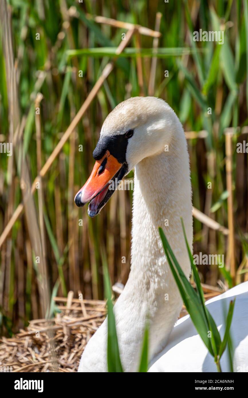 A close up of a swan sitting on a nest Stock Photo - Alamy