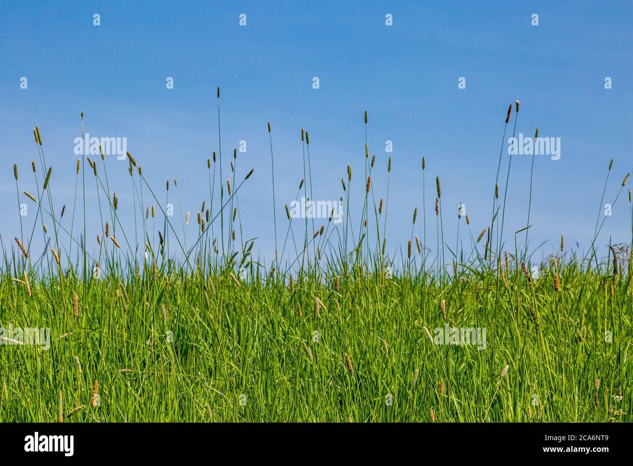 Grasses against a clear blue sky hi-res stock photography and images ...