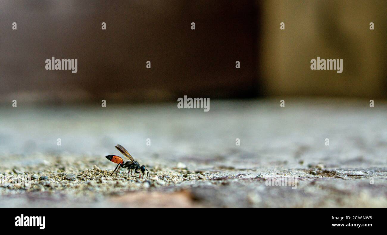 Dobber hi-res stock photography and images - Alamy