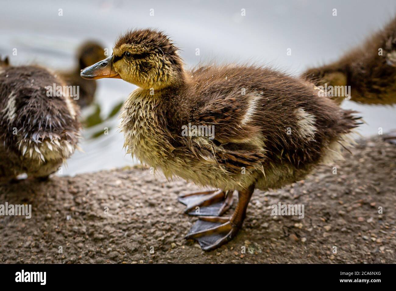 Duck ducklings in shallow water hi-res stock photography and images - Alamy