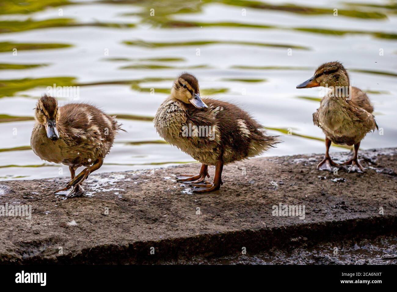 Three ducklings standing at the edge of a river Stock Photo - Alamy