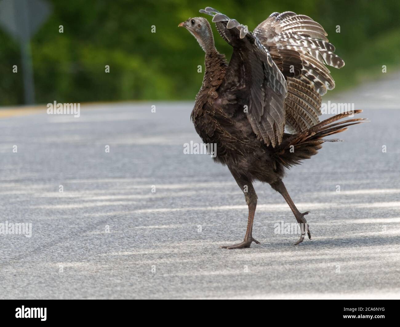 A young Wild turkey spreads it's feathers while crossing a road,Quebec ...
