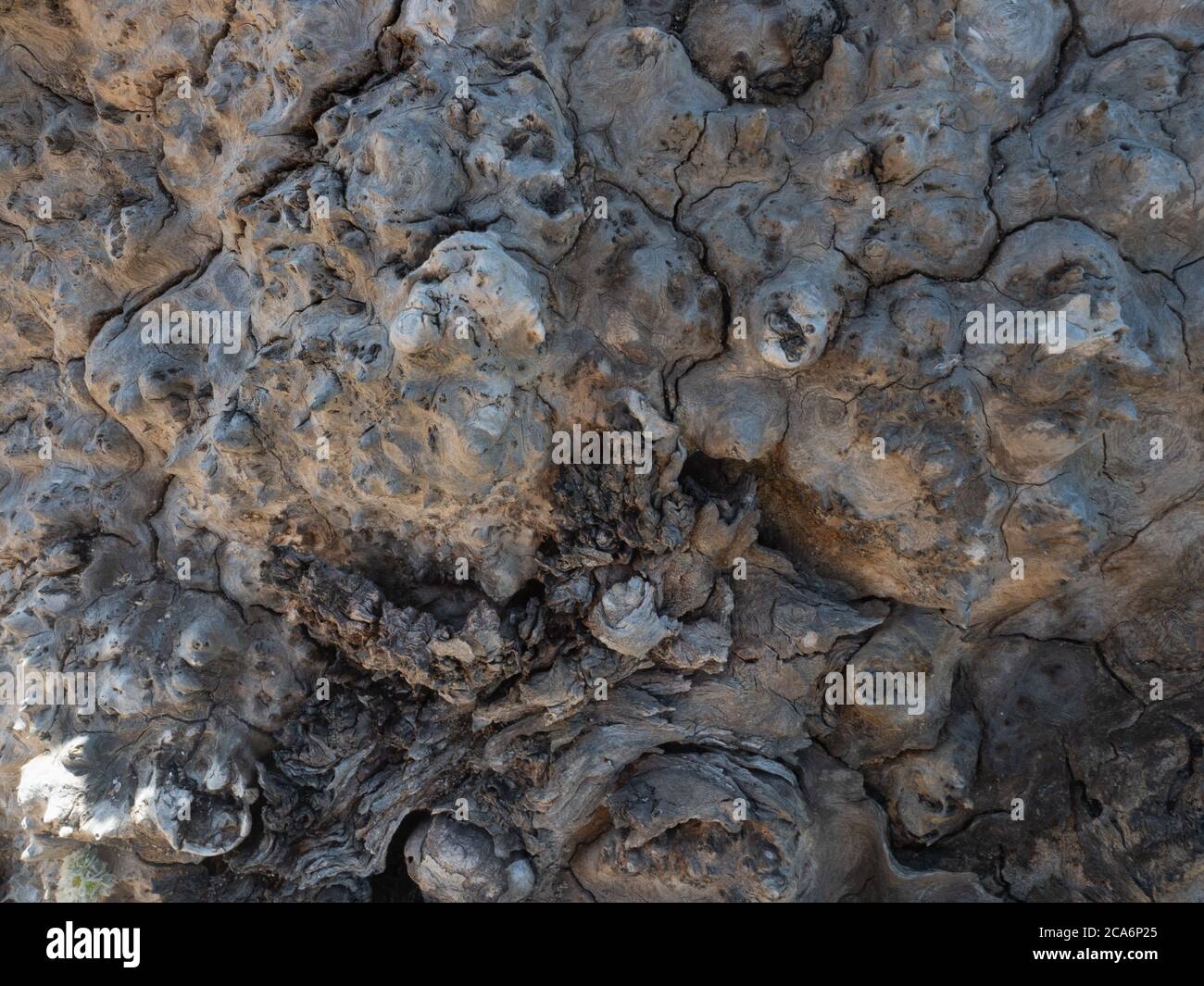 Lumpy textured bark of an old tree Stock Photo - Alamy