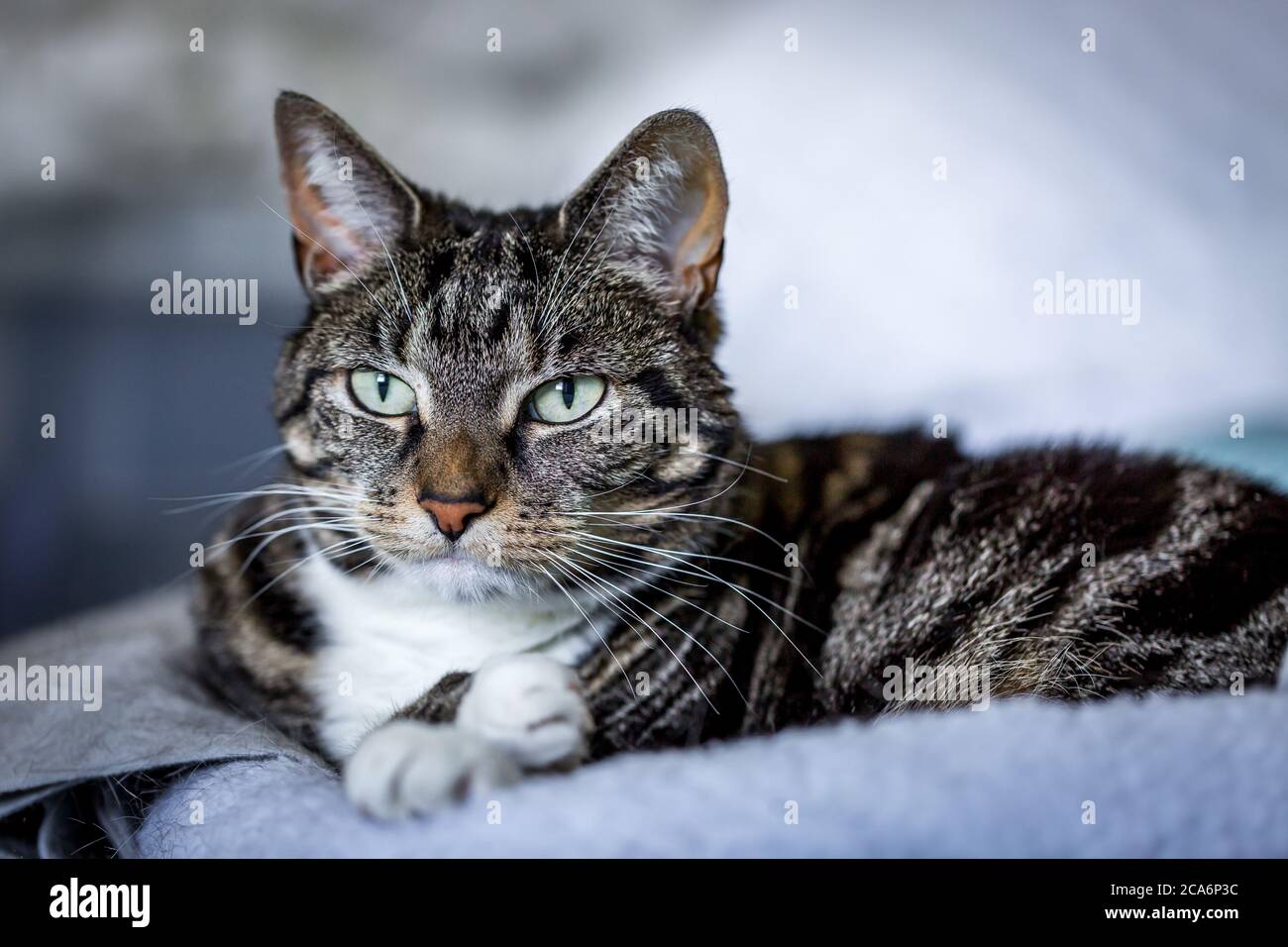 Tuxedo tabby cat hi-res stock photography and images - Alamy