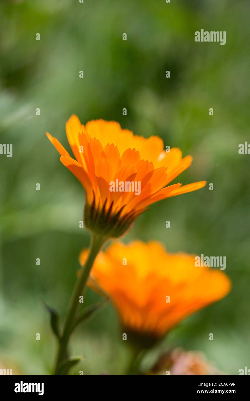 Vertical close up marigold hi-res stock photography and images - Alamy