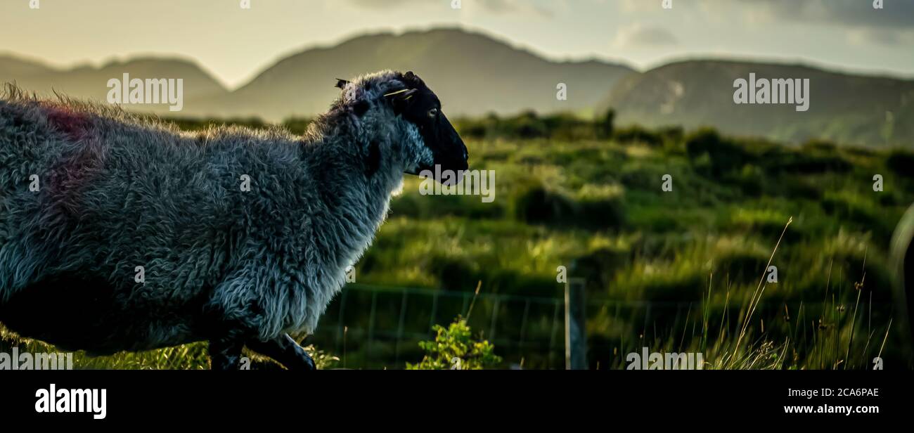 Pig farm ireland hi-res stock photography and images - Alamy