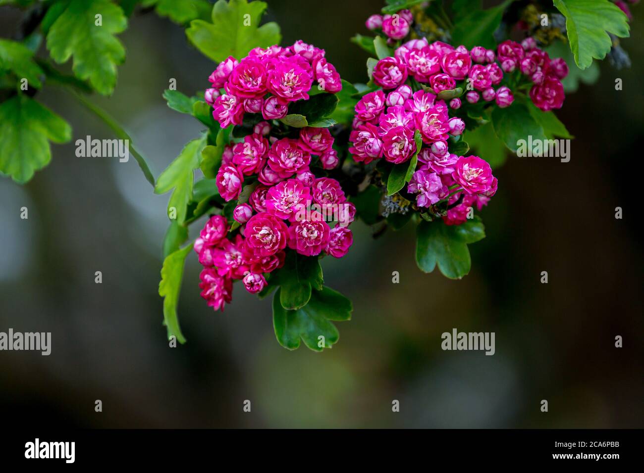 A crimson hawthorn tree in bloom in springtime Stock Photo - Alamy