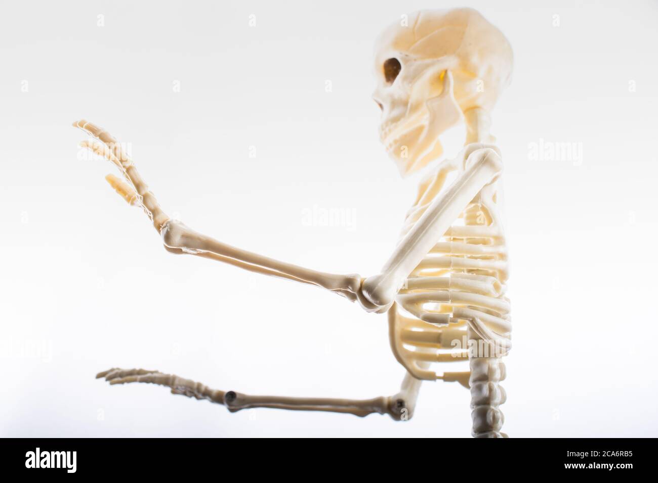 Human skeleton model for medical anatomy science Medical clinic concept ...