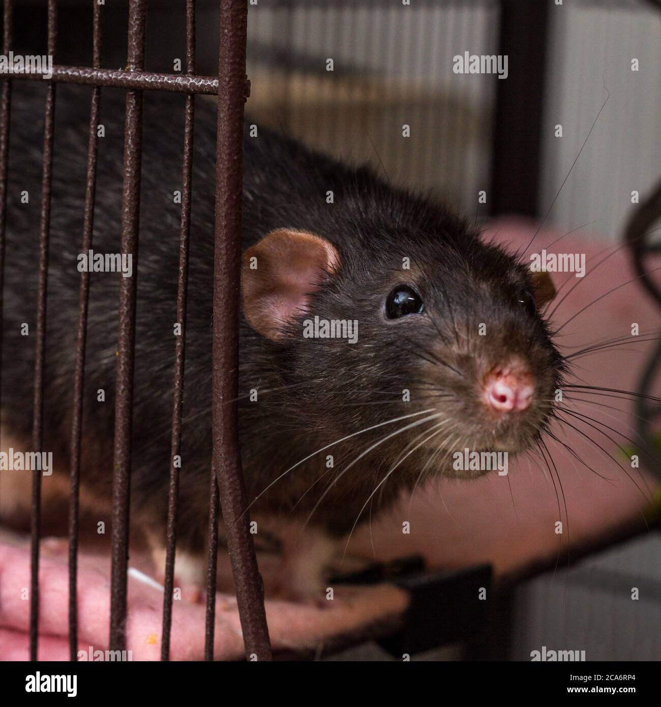 Fancy dumbo eared berkshire pet black rat at cage opening Stock Photo ...