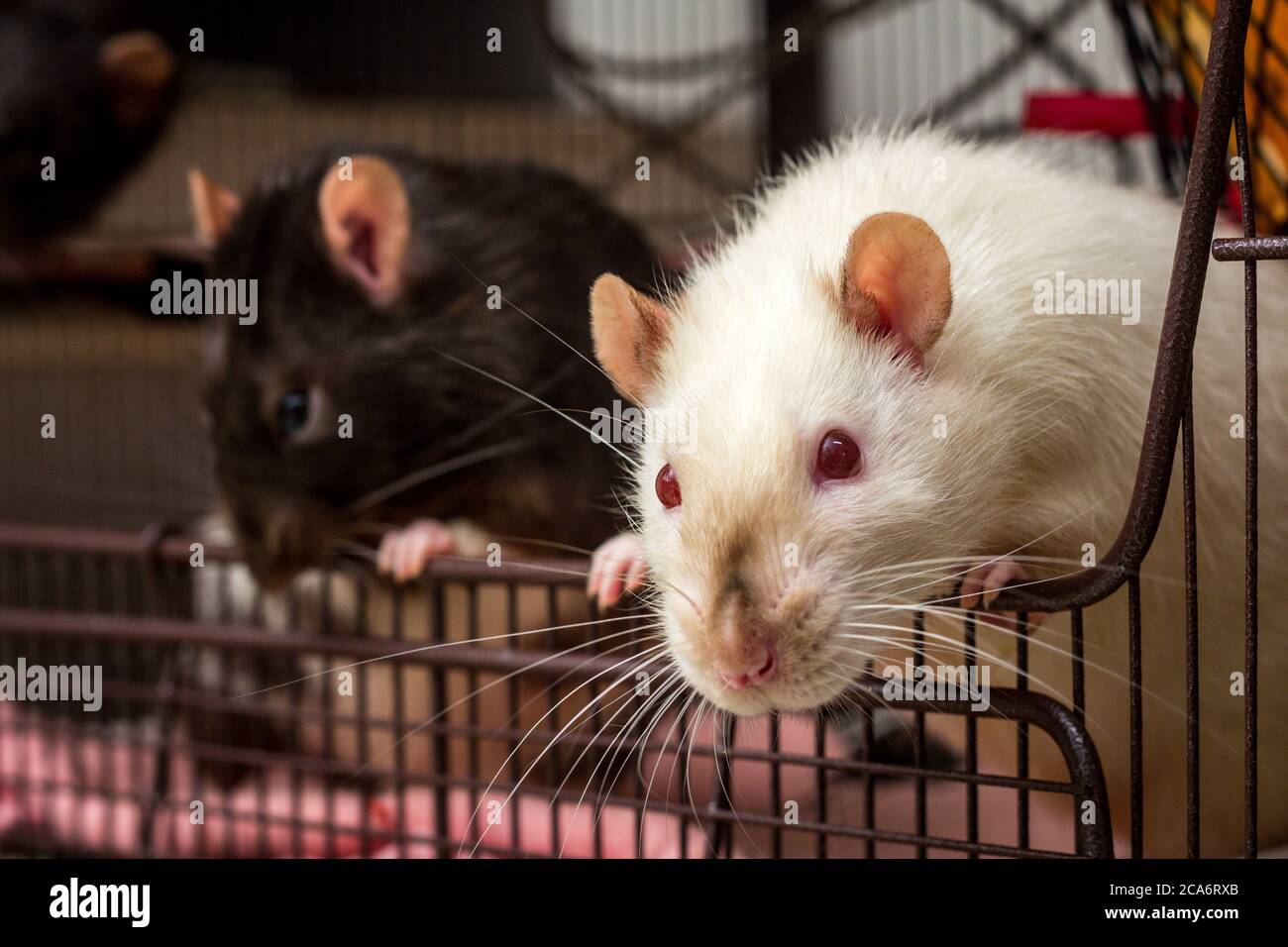 Curious friendly fancy pet siamese rat looking out of open metal cage ...