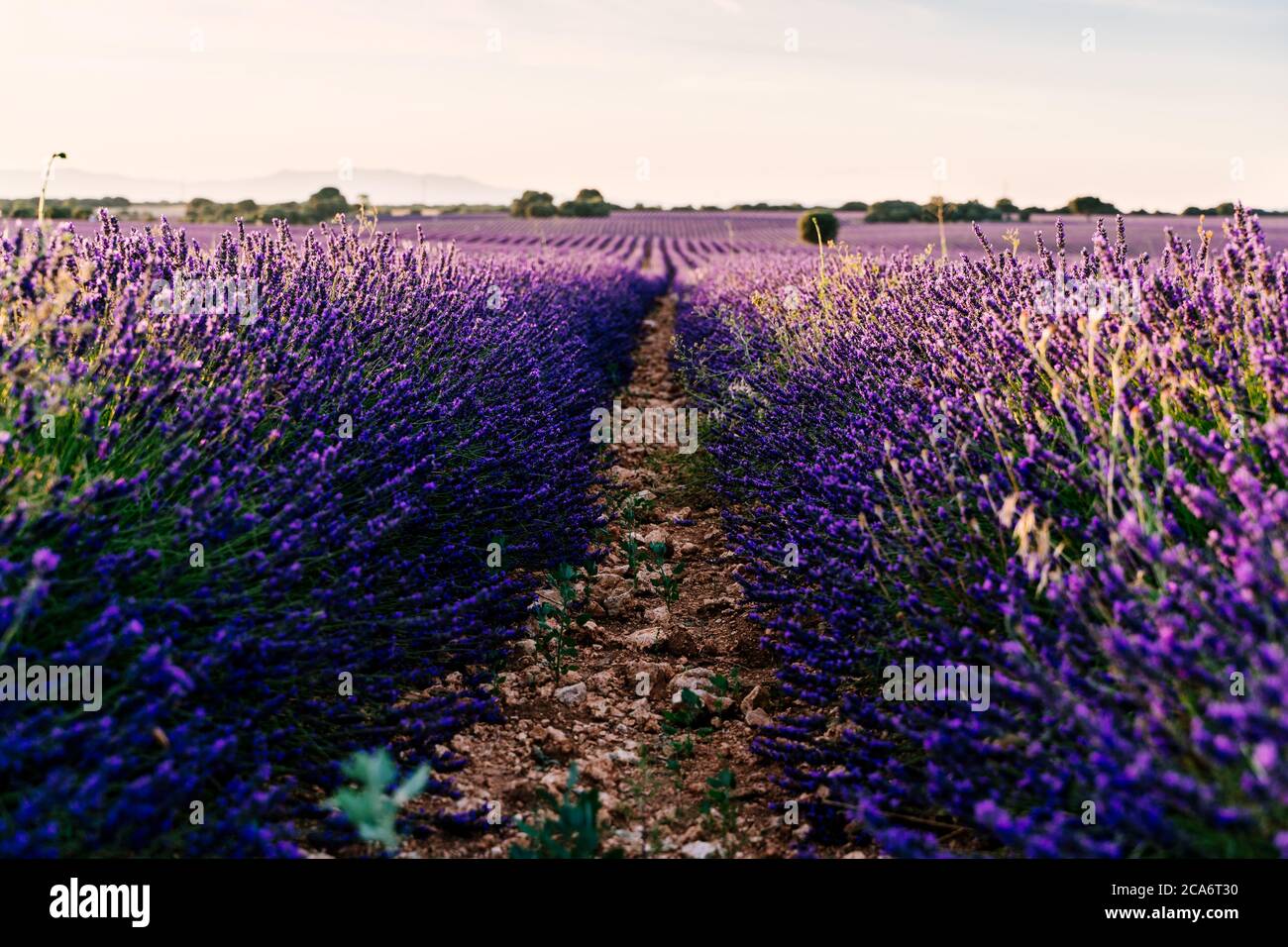 Beautiful field of blooming lavender during sunset in Brihuega ...