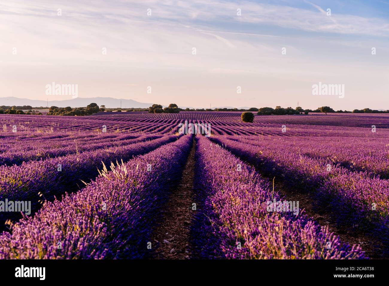 Lavender without flowers hi-res stock photography and images - Alamy