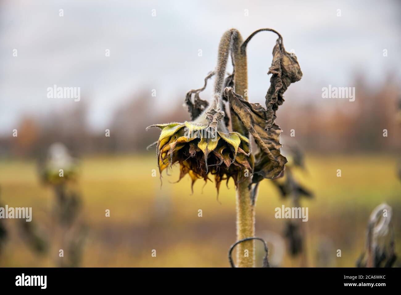 Dead sunflower field hi-res stock photography and images - Alamy